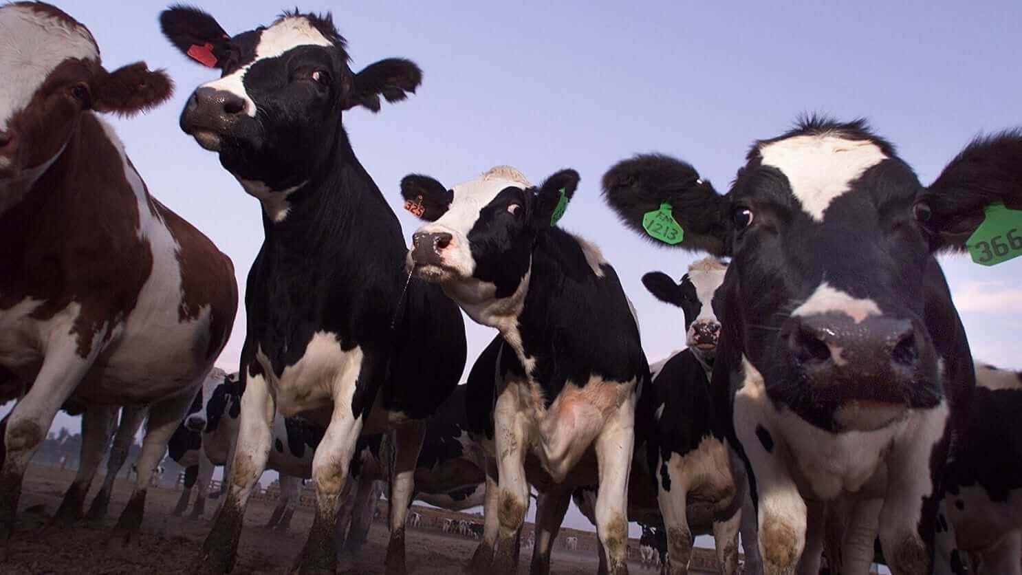 Let's Learn About Farm Animals, E-I-E-I-O! — Mountain Lake PBS