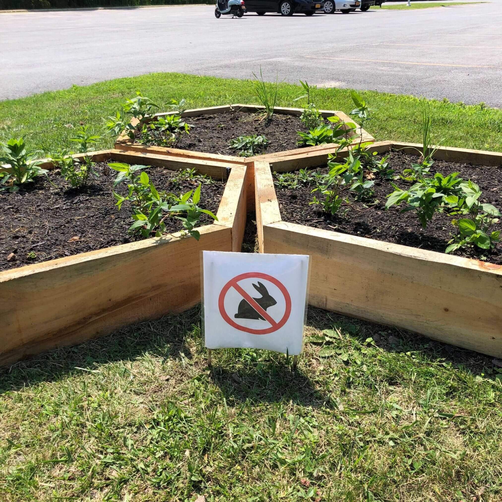 The MLPBS Pollination Station Is Back and Buzzing! – Mountain Lake PBS