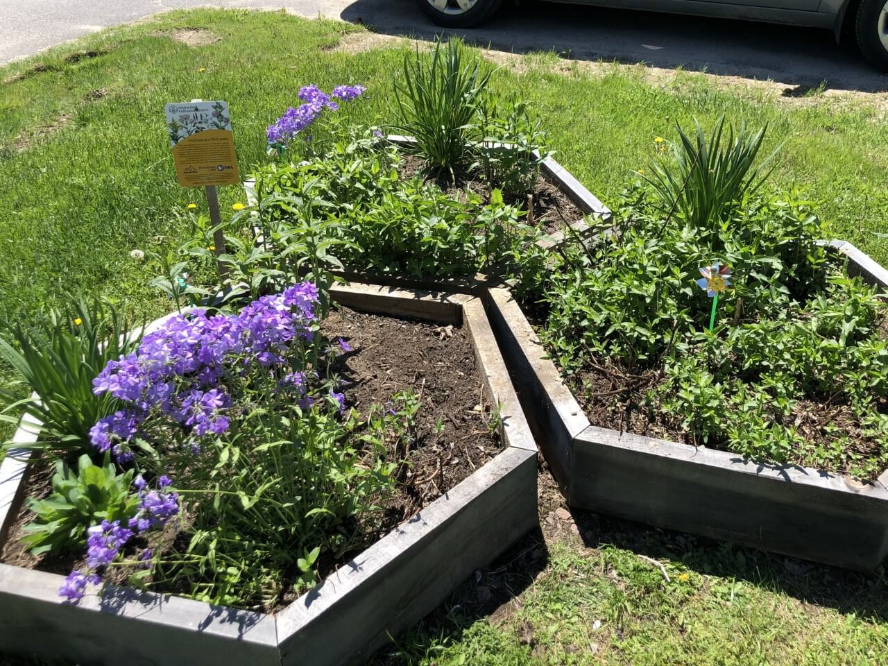 Pollination Station: Early Summer Update 2022 – Mountain Lake PBS