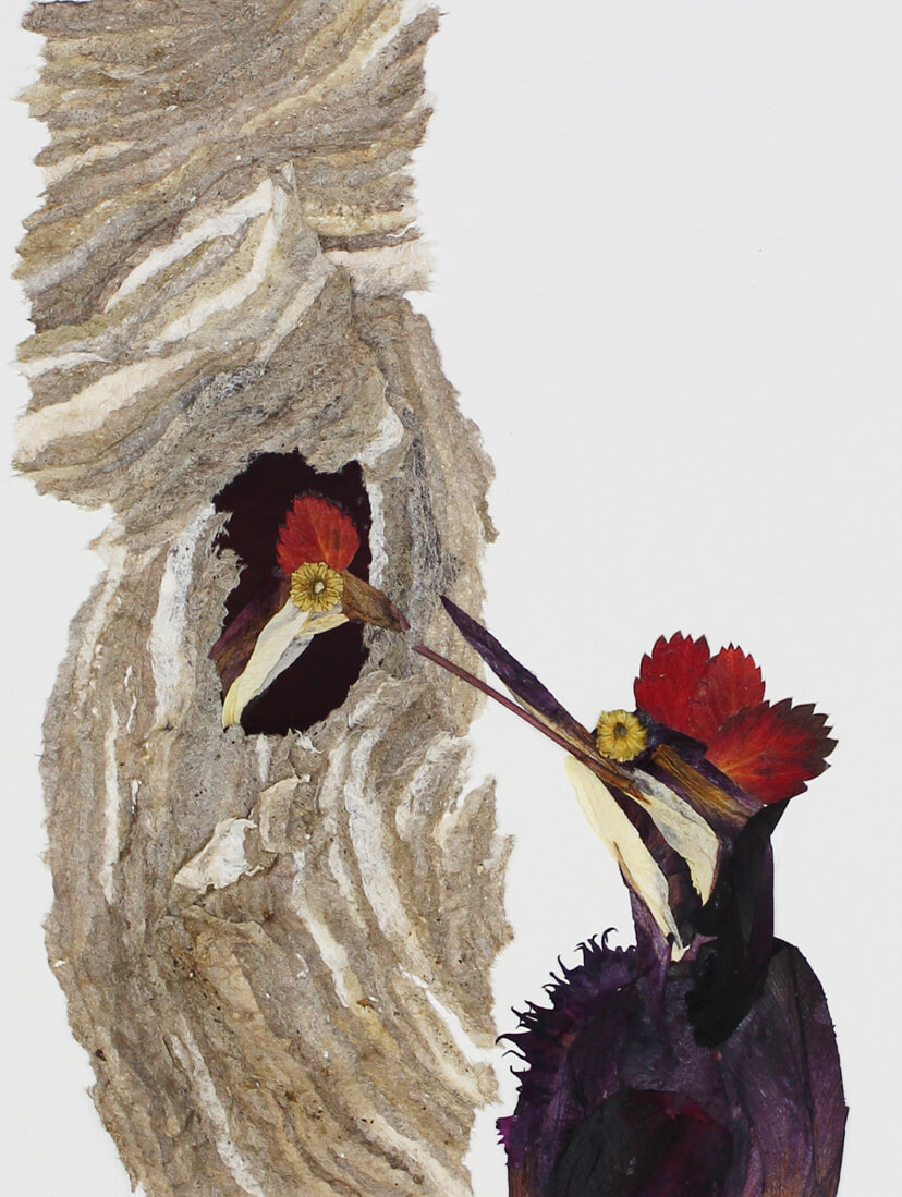 WILD about art in the North Country – Mountain Lake PBS