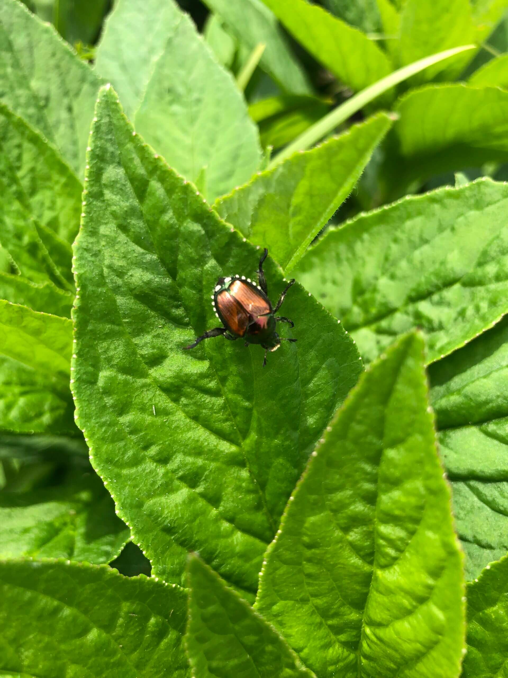 Pollination Station: Midsummer Update 2022 – Mountain Lake PBS