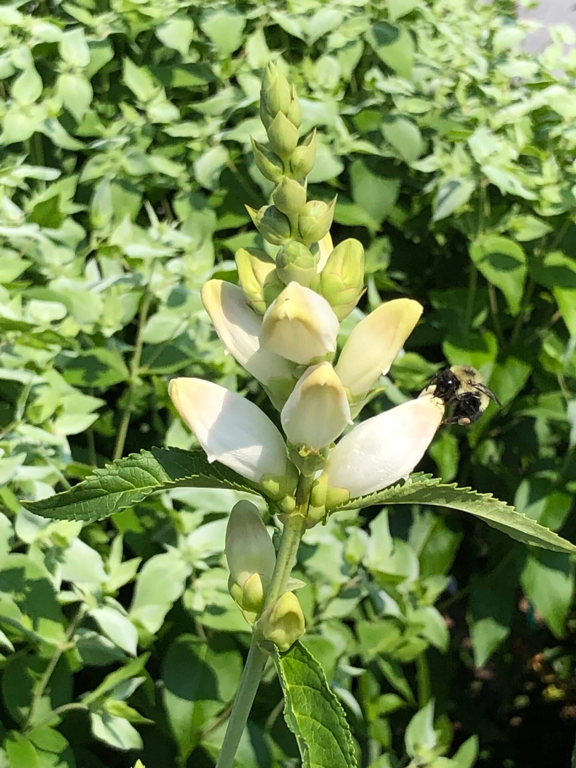 Pollination Station: Midsummer Update 2022 – Mountain Lake PBS