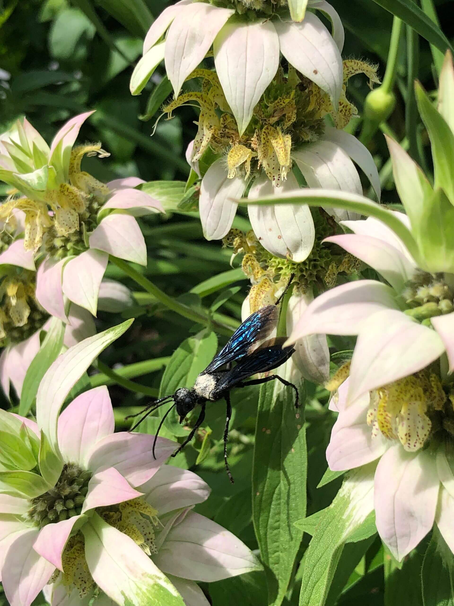 Pollination Station: Midsummer Update 2022 – Mountain Lake PBS