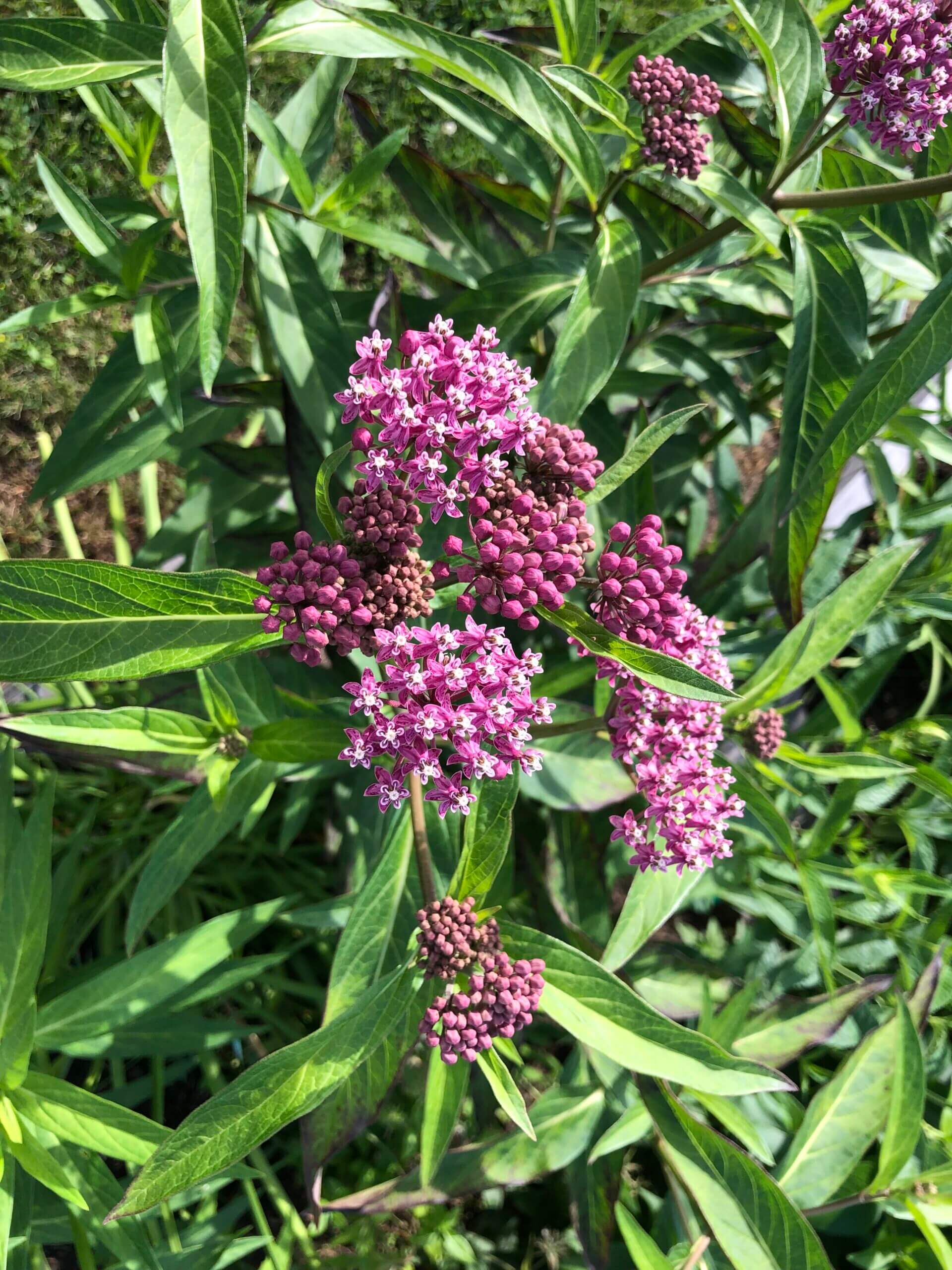 Pollination Station: Midsummer Update 2022 – Mountain Lake PBS