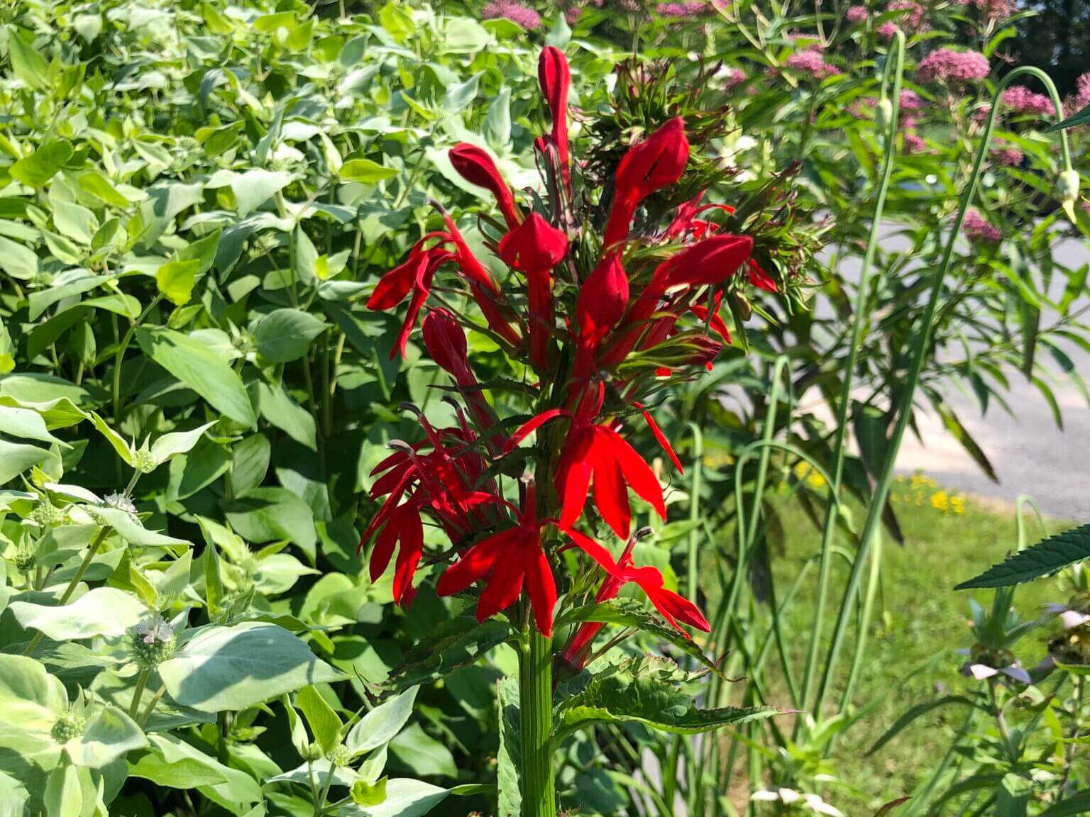 Pollination Station: Midsummer Update 2022 – Mountain Lake PBS