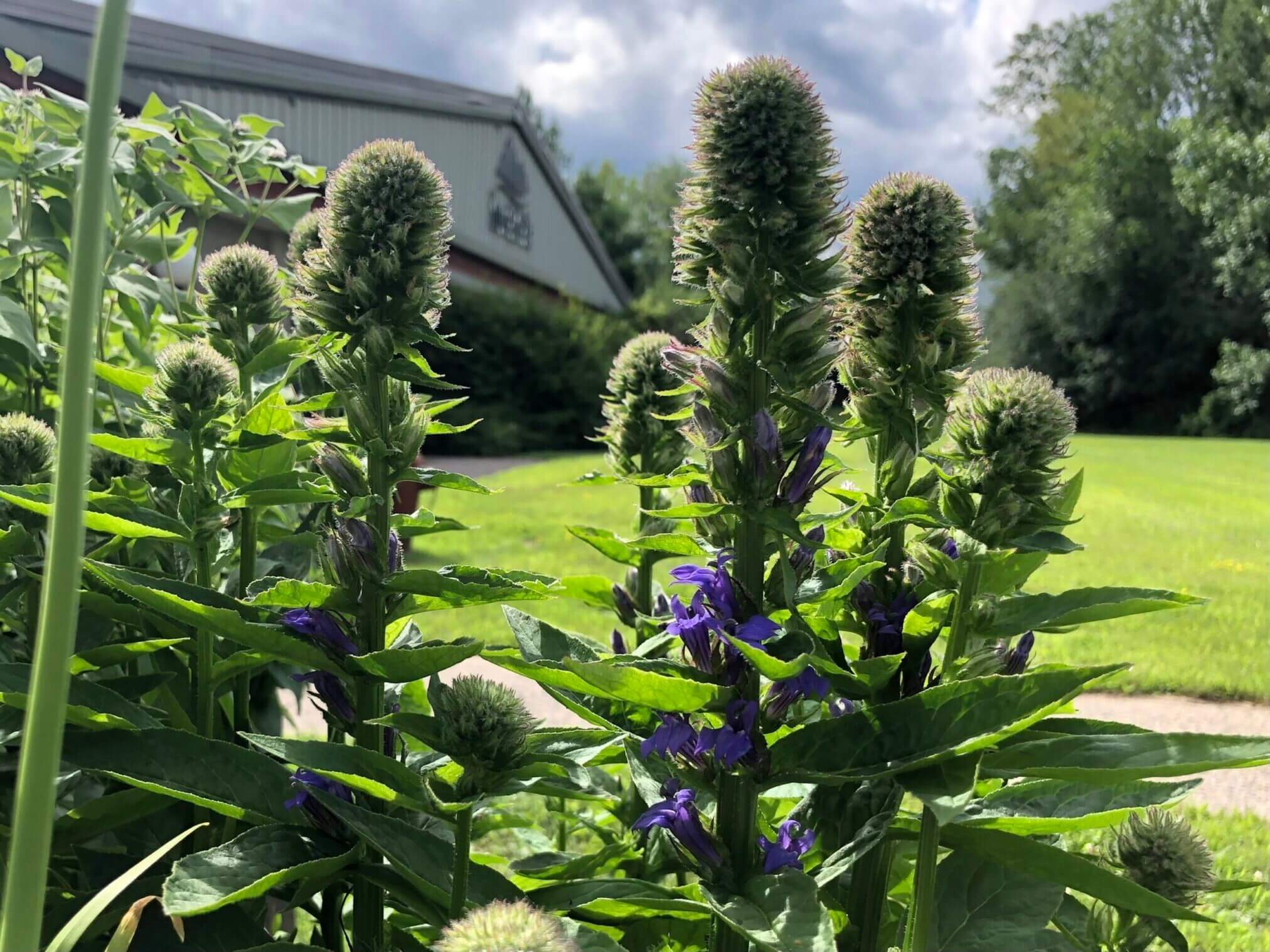 Pollination Station: Midsummer Update 2022 – Mountain Lake PBS