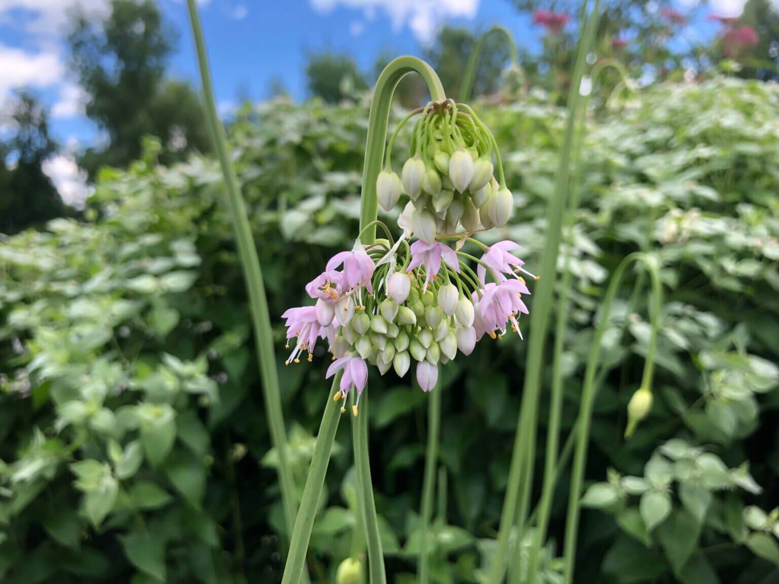 Pollination Station: End of Summer Update 2022 – Mountain Lake PBS