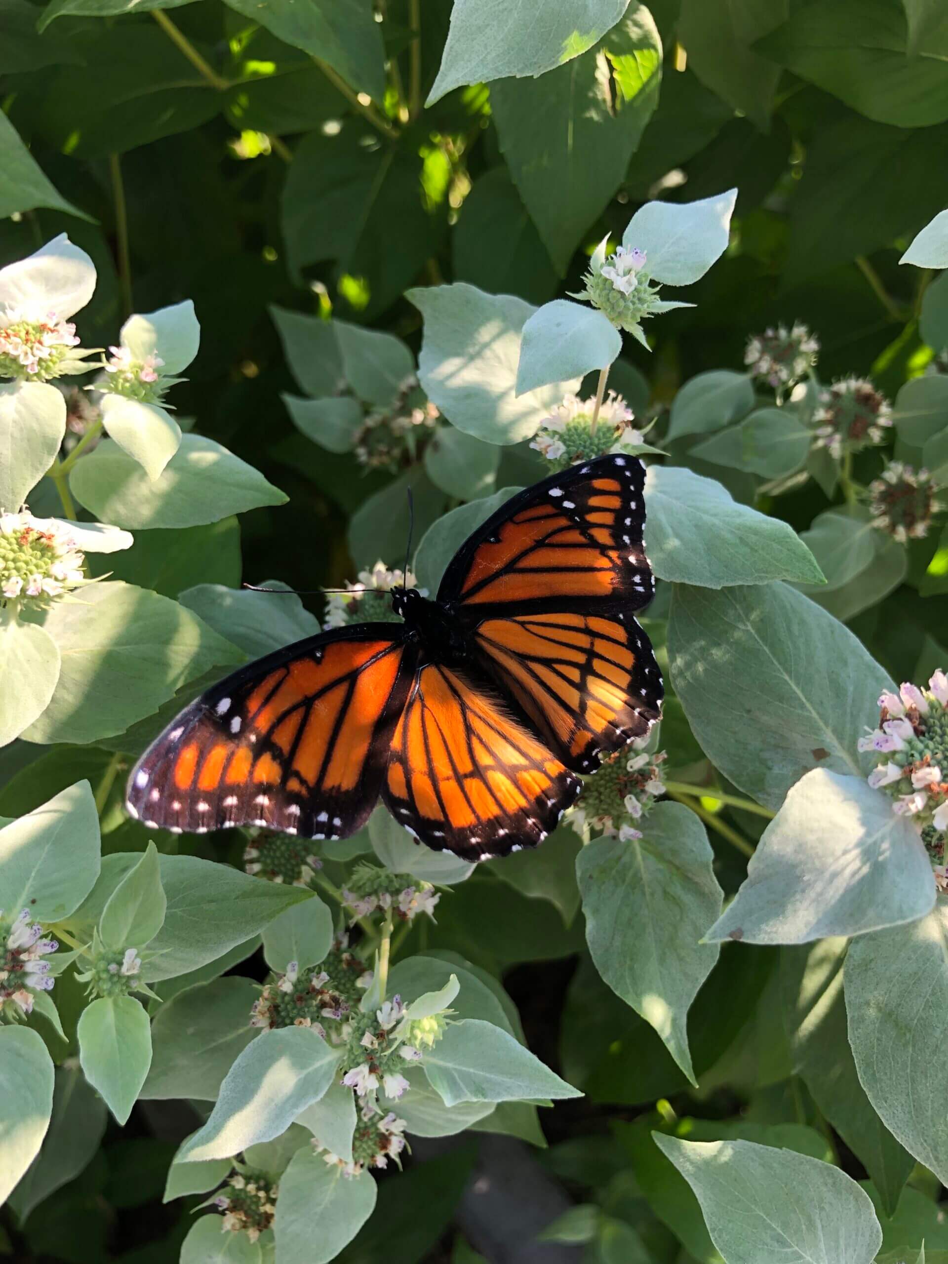 Pollination Station: End of Summer Update 2022 – Mountain Lake PBS