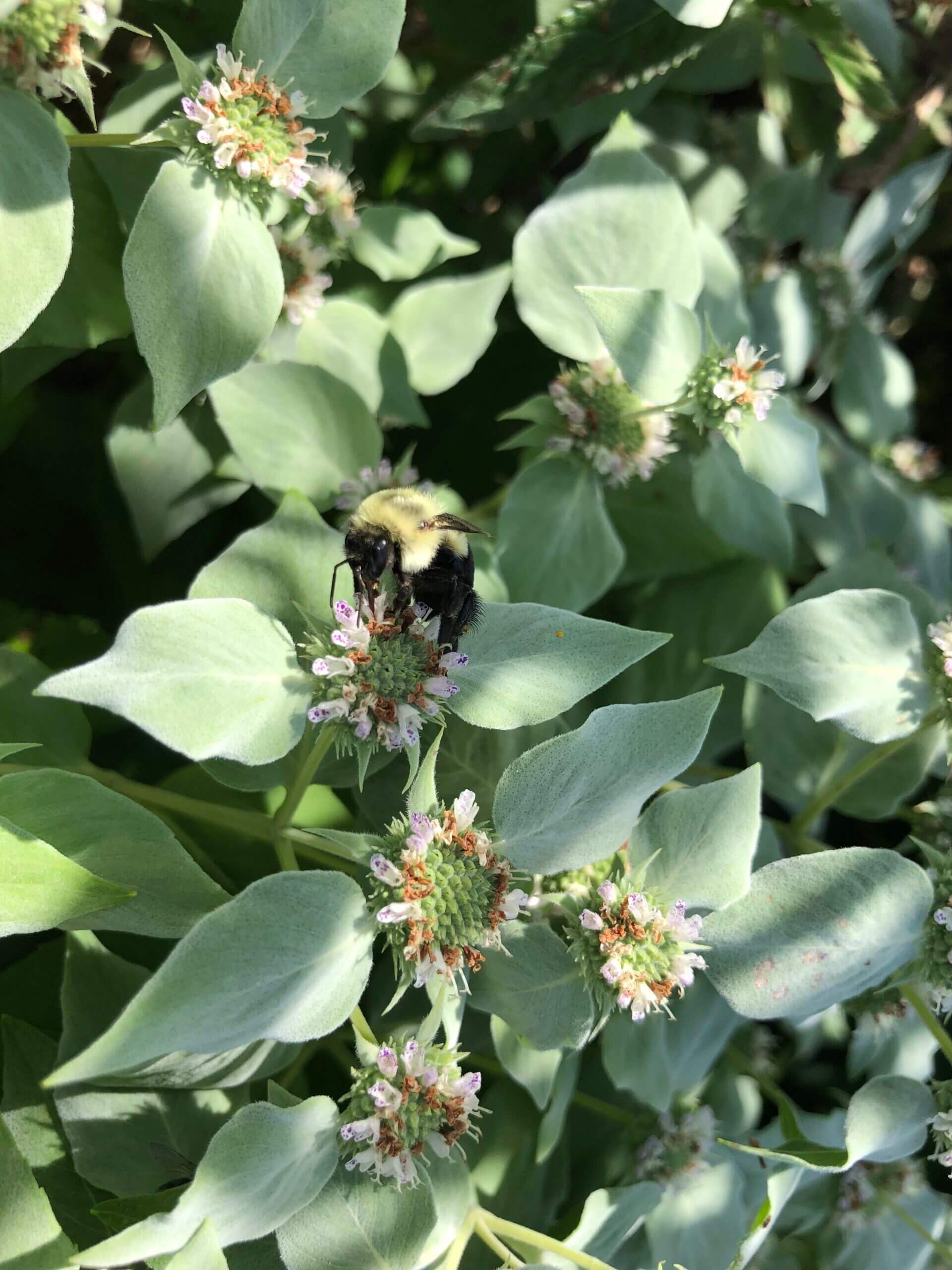 Pollination Station: End of Summer Update 2022 – Mountain Lake PBS
