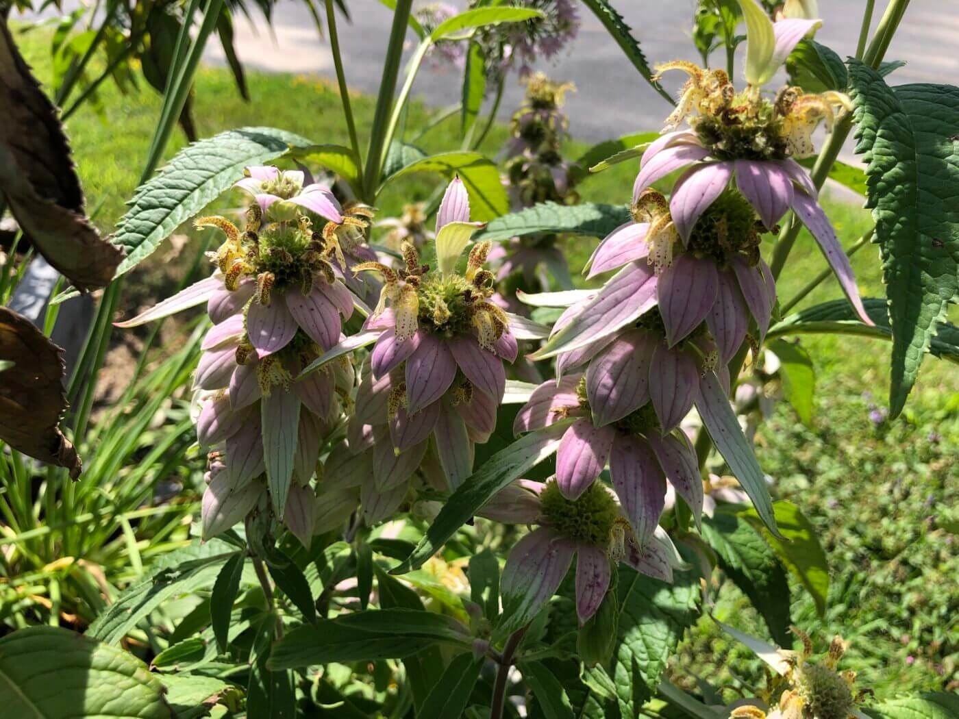 Pollination Station: End of Summer Update 2022 – Mountain Lake PBS