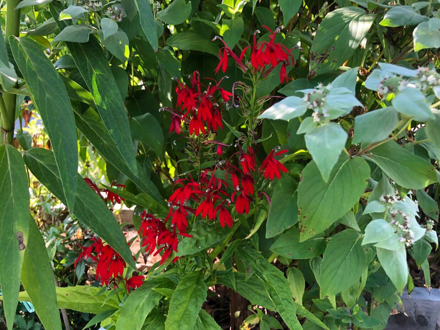 Pollination Station: End of Summer Update 2022 – Mountain Lake PBS