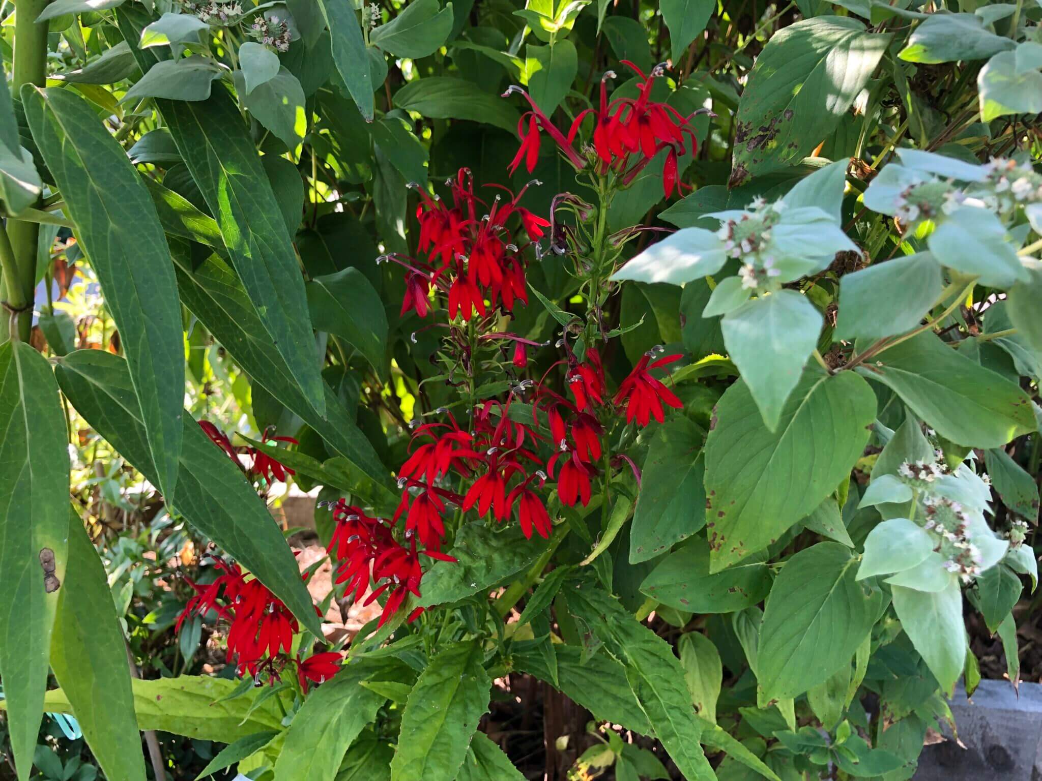 Pollination Station: End of Summer Update 2022 – Mountain Lake PBS