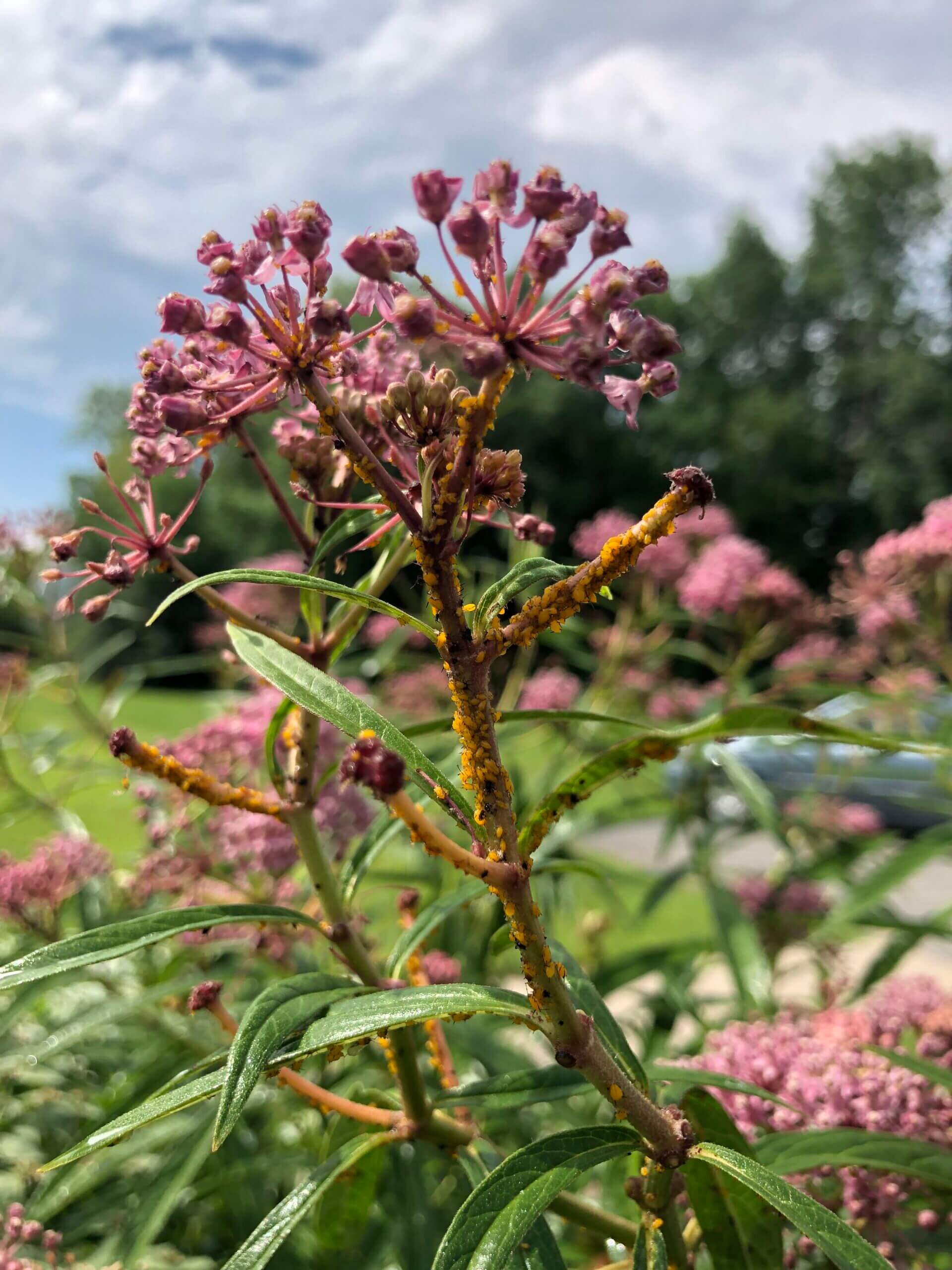 Pollination Station: End of Summer Update 2022 – Mountain Lake PBS