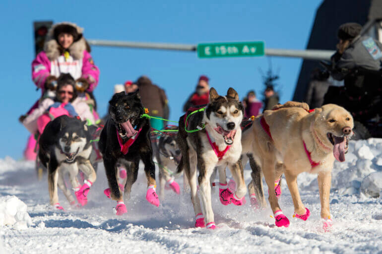 Learn All About Alaska & the Iditarod Trail Sled Dog Race! – Mountain Lake PBS