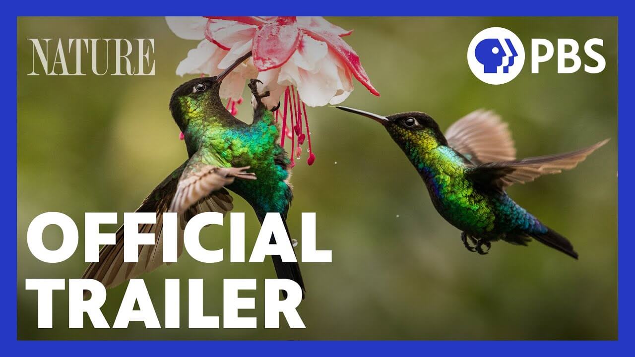 The Hummingbird Effect | NATURE — Mountain Lake PBS