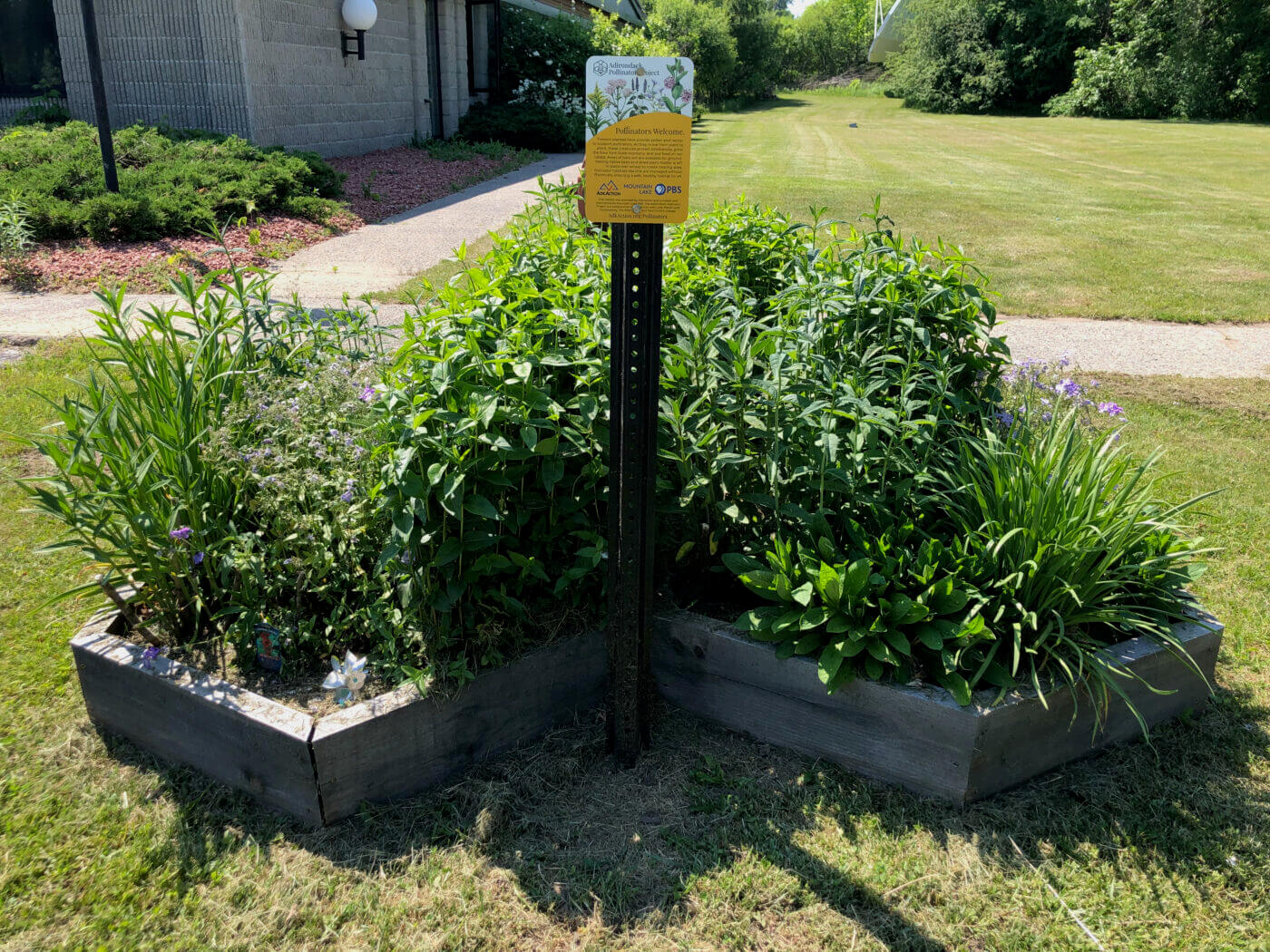 Summer is in Full Bloom at the Mountain Lake PBS Pollination Station ...