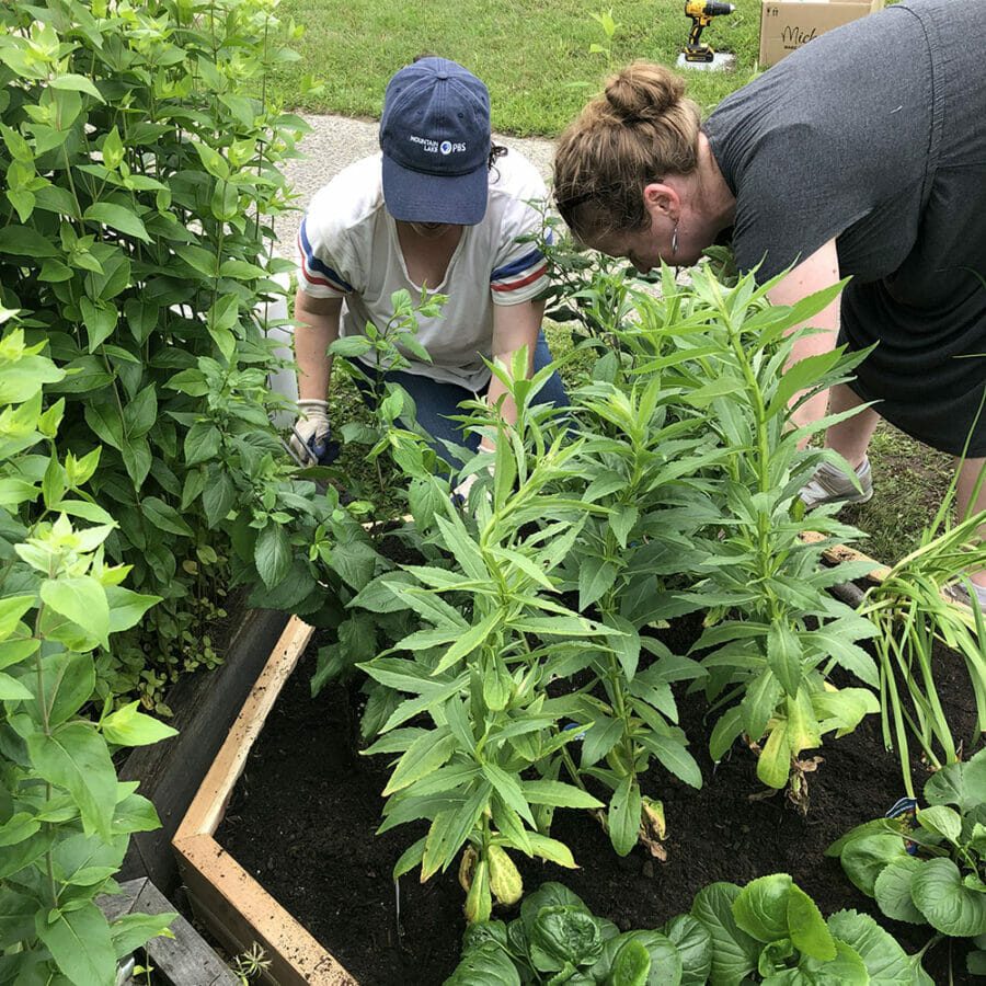 Pollination Station: Midsummer Update 2023 – Mountain Lake PBS
