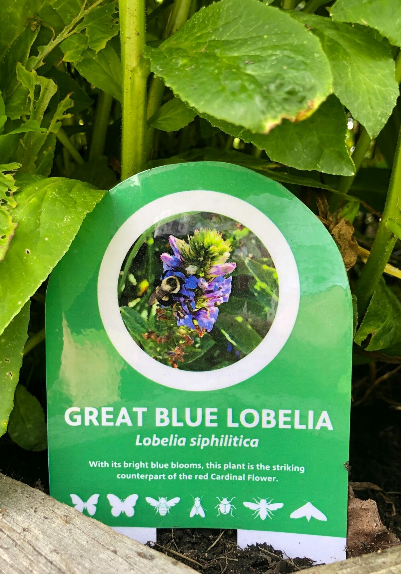 Pollination Station: Midsummer Update 2023 – Mountain Lake PBS