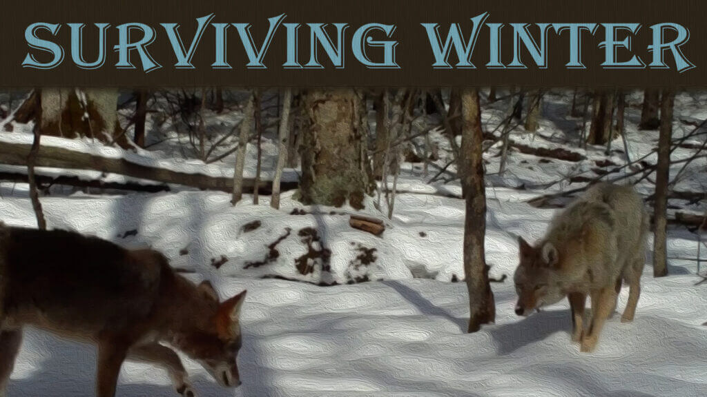 Surviving Winter: Animal Adaption Strategies | PBS LearningMedia ...