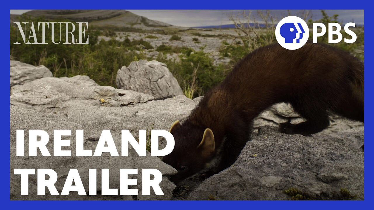 Wild Ireland: Kingdom of Stone | NATURE — Mountain Lake PBS