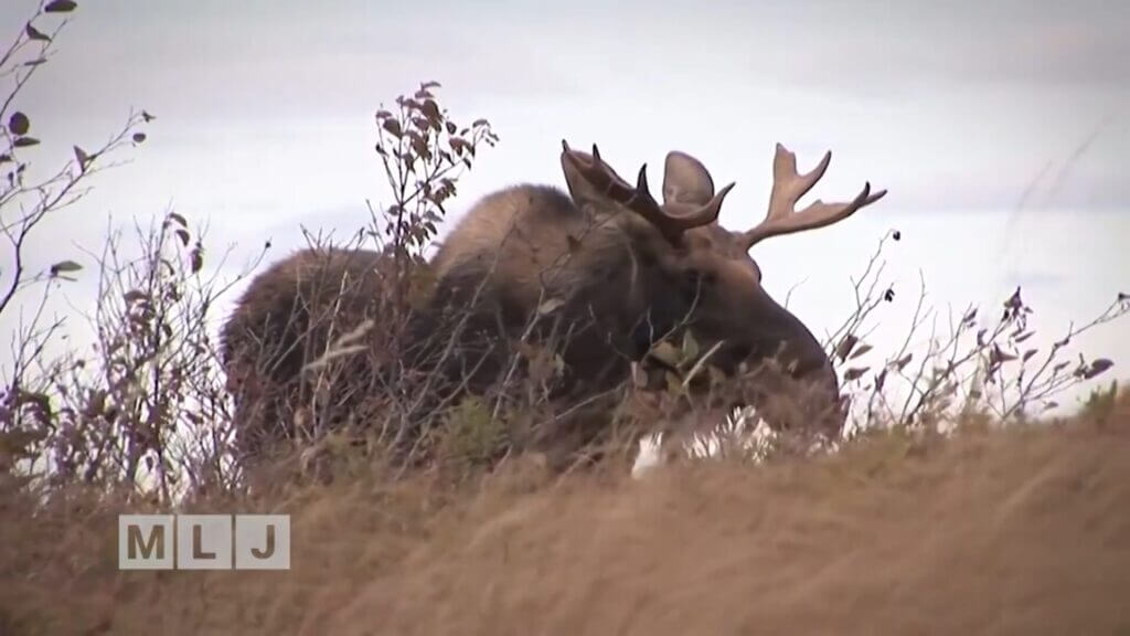 Dogs Tracking Moose for Ecological Insights | PBS LearningMedia ...