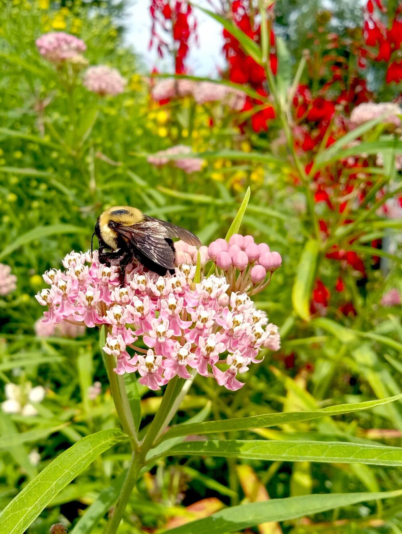 Buzz on by the Adirondack Pollinator Festival This Saturday! – Mountain ...