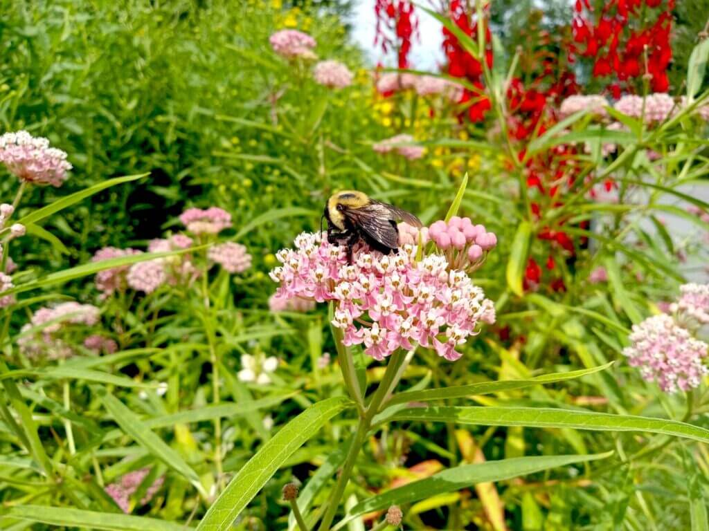 Pollination Station: Midsummer Update 2024 – Mountain Lake PBS