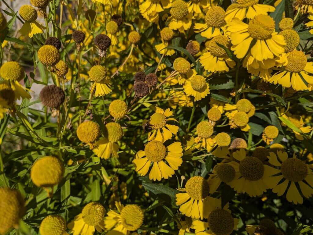 The Pollination Station 2024 Summertime Rewind – Mountain Lake PBS