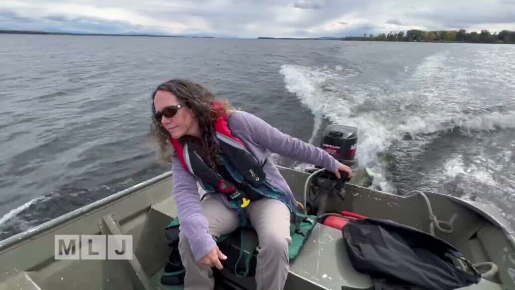 Invasive Water Chestnut species found near Lake Champlain – Mountain ...