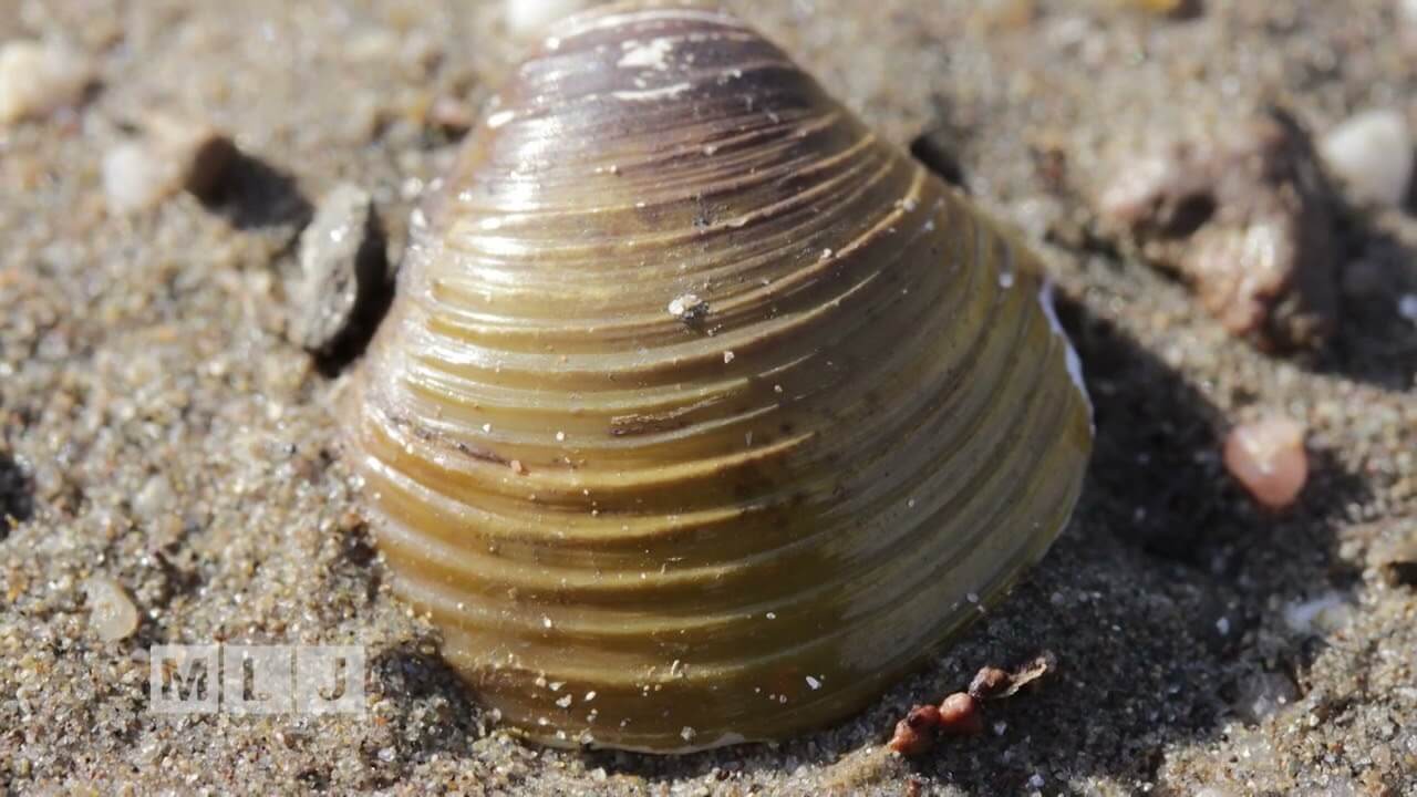 Invasive Clam Discovered in Lake Champlain — Mountain Lake PBS