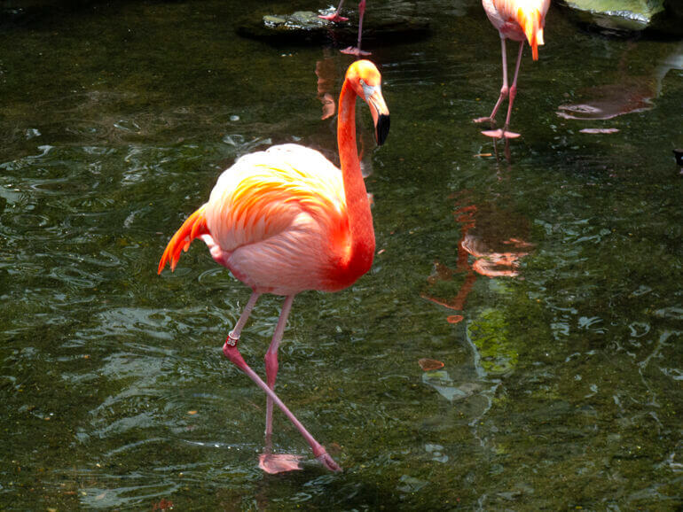 Visiting the real neighborhood of Mister Rogers – Mountain Lake PBS