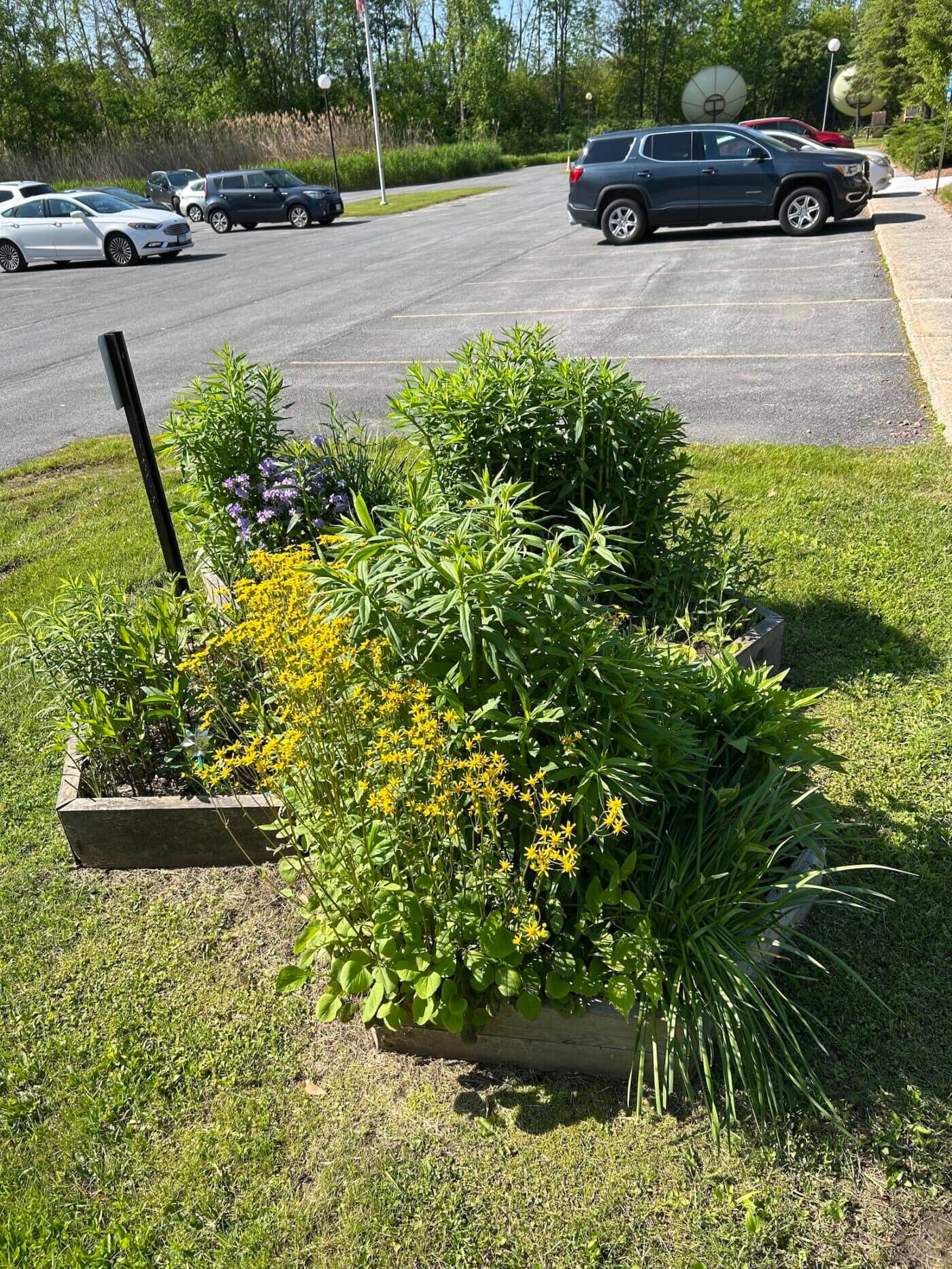 Pollination Station: Midsummer Update 2025 – Mountain Lake PBS