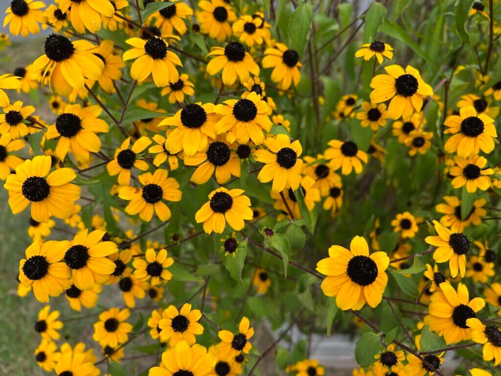 Goodbye Summer, Hello Fall: The Pollination Station 2025 Wrap-Up ...